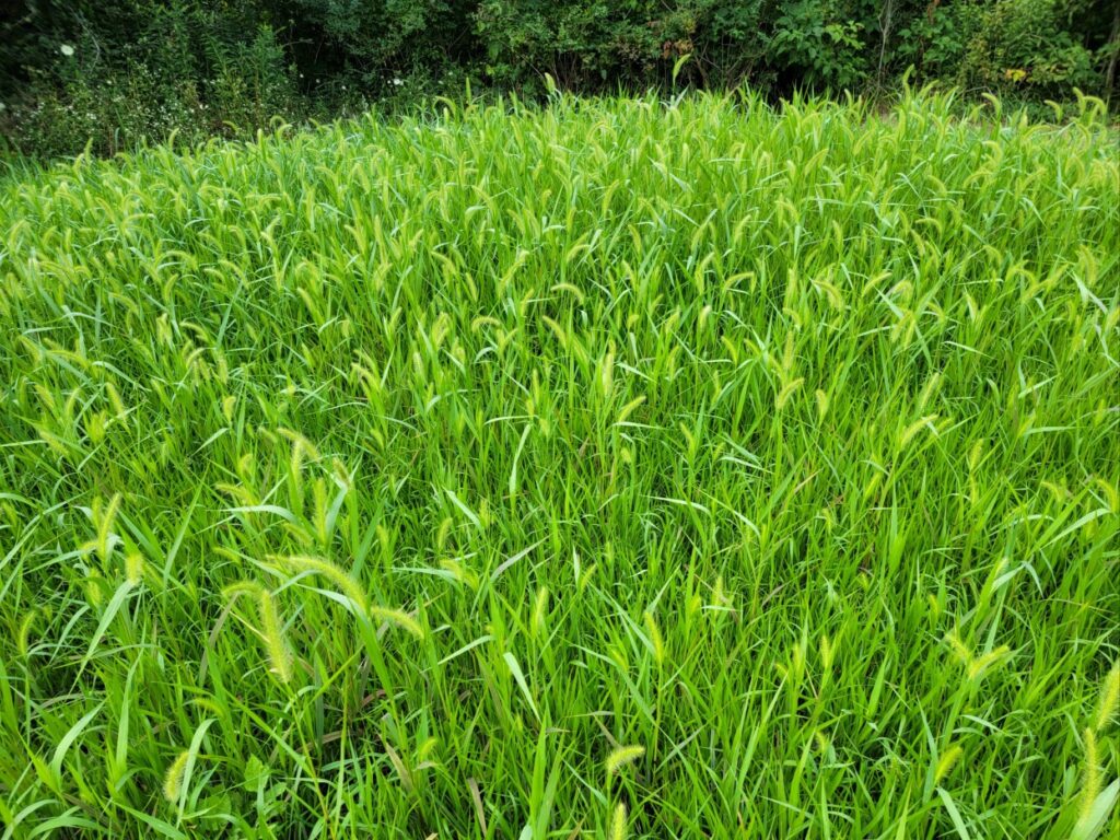 Dixie Grains & Radishes – WhiteTail Food USA